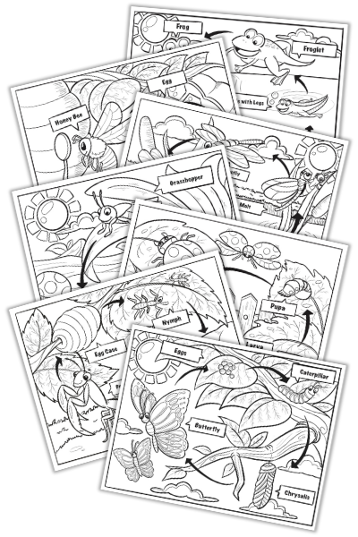 Life Cycle Coloring Pages Bundle – Mombrite